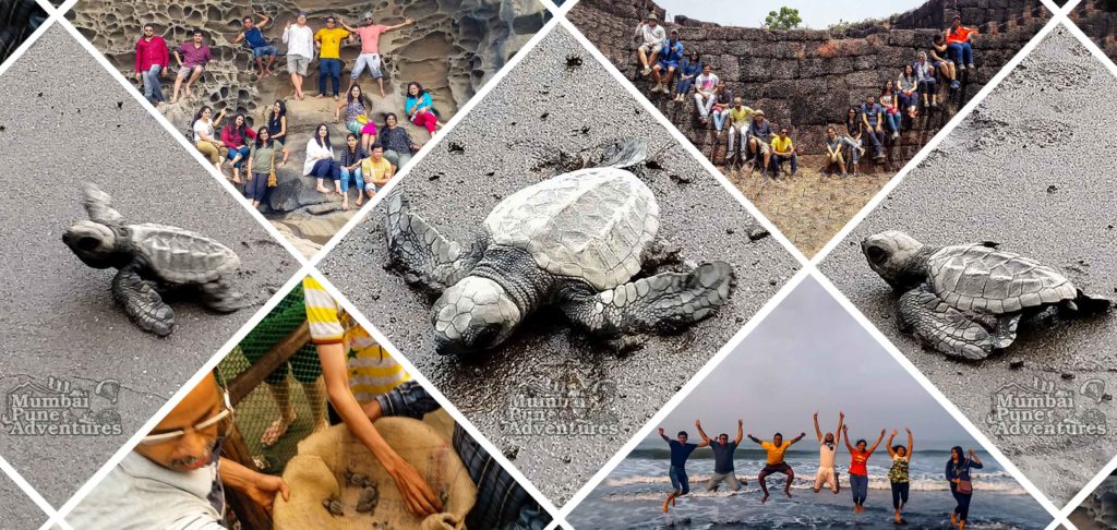 Velas Turtle Festival tour from Mumbai 2026 | Harihareshwar Beach